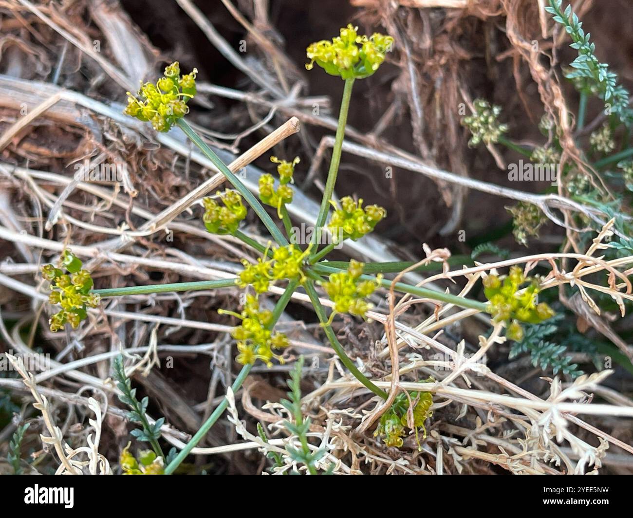 Rock Springparsley (Cymopterus petraeus Stock Photo - Alamy