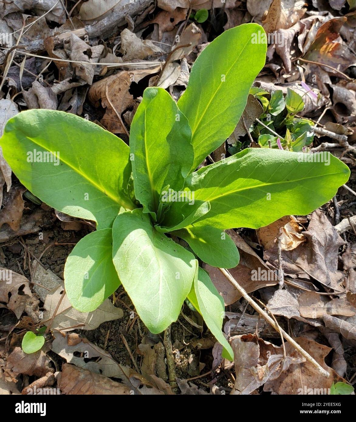 eastern shooting star (Primula meadia Stock Photo - Alamy