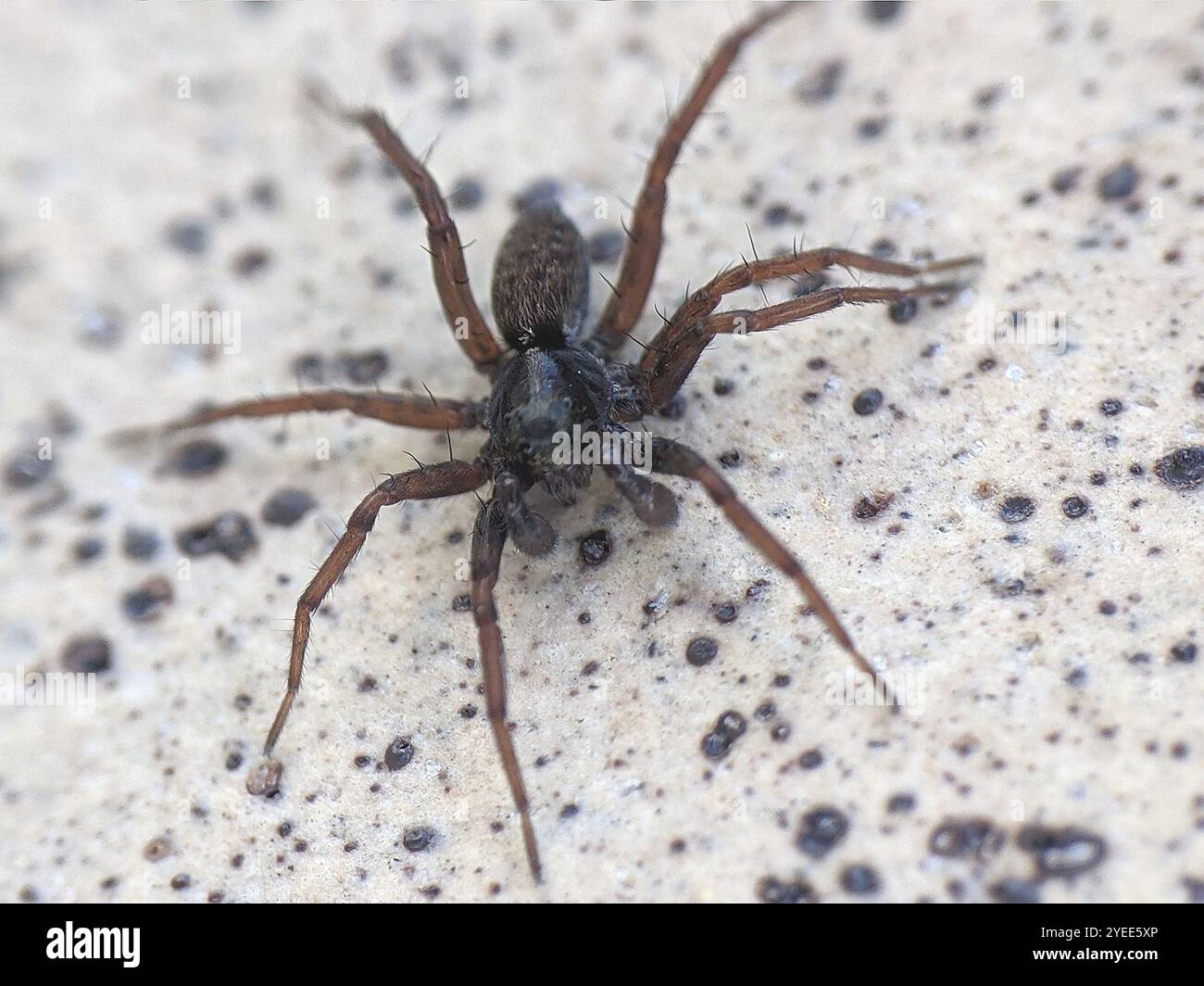 Thin-legged Wolf Spiders (Pardosa Stock Photo - Alamy