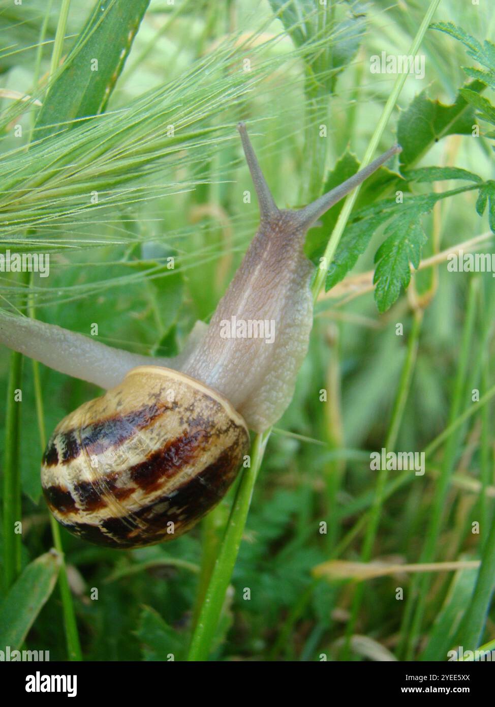 Garden Snail (Cornu aspersum Stock Photo - Alamy