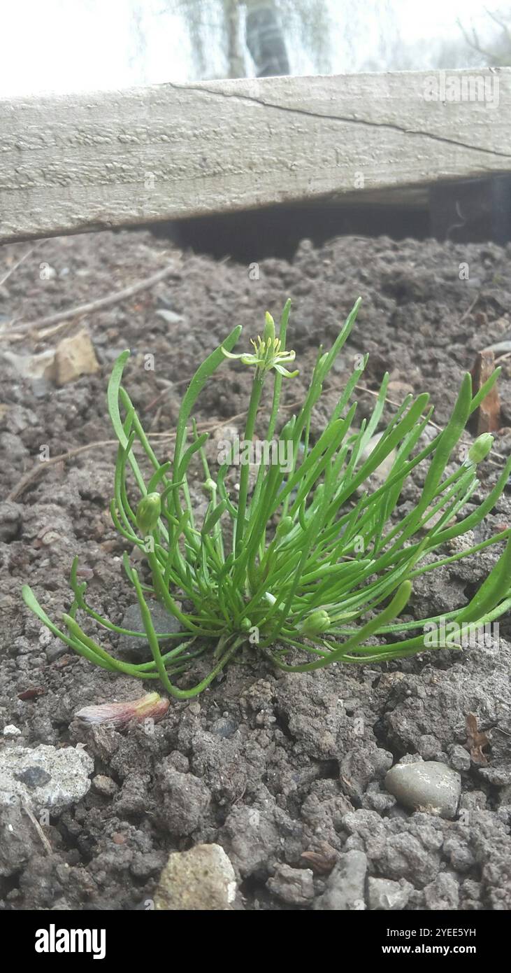 Tiny Mousetail (Myosurus minimus Stock Photo - Alamy