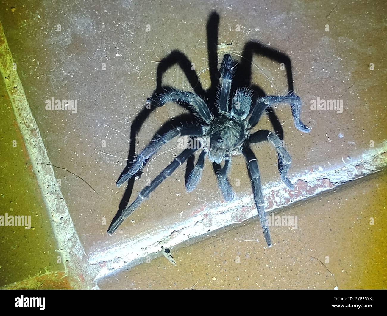 Theraphosine Tarantulas (Theraphosinae Stock Photo - Alamy