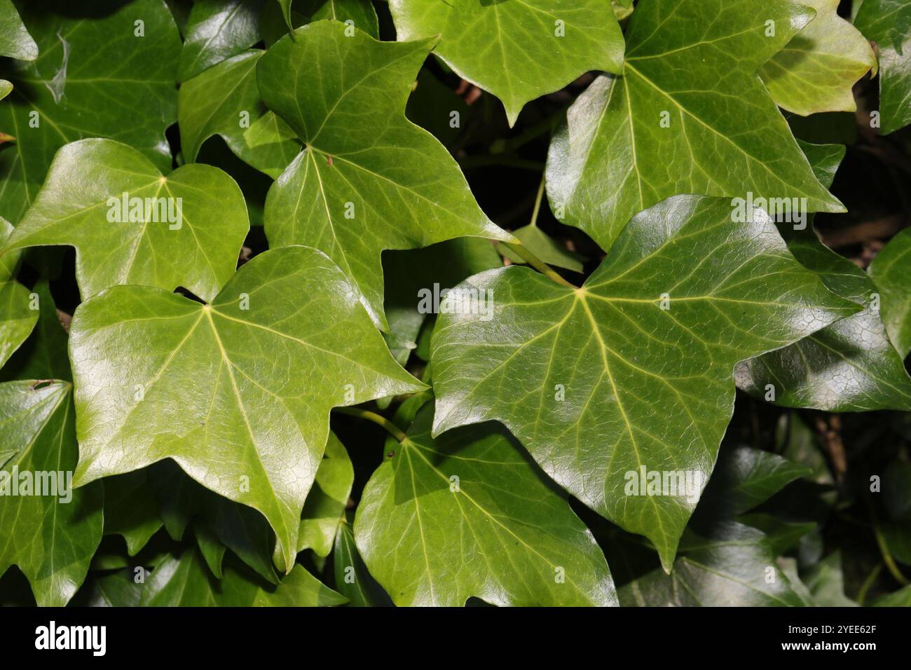 common ivy (Hedera helix Stock Photo - Alamy