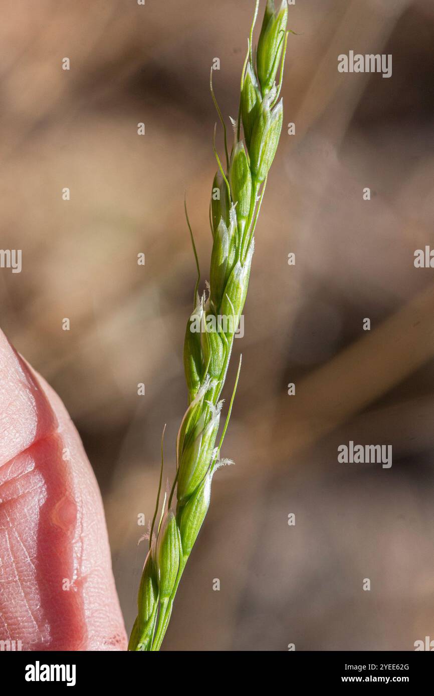 White-grained Mountain-ricegrass (Oryzopsis asperifolia Stock Photo - Alamy