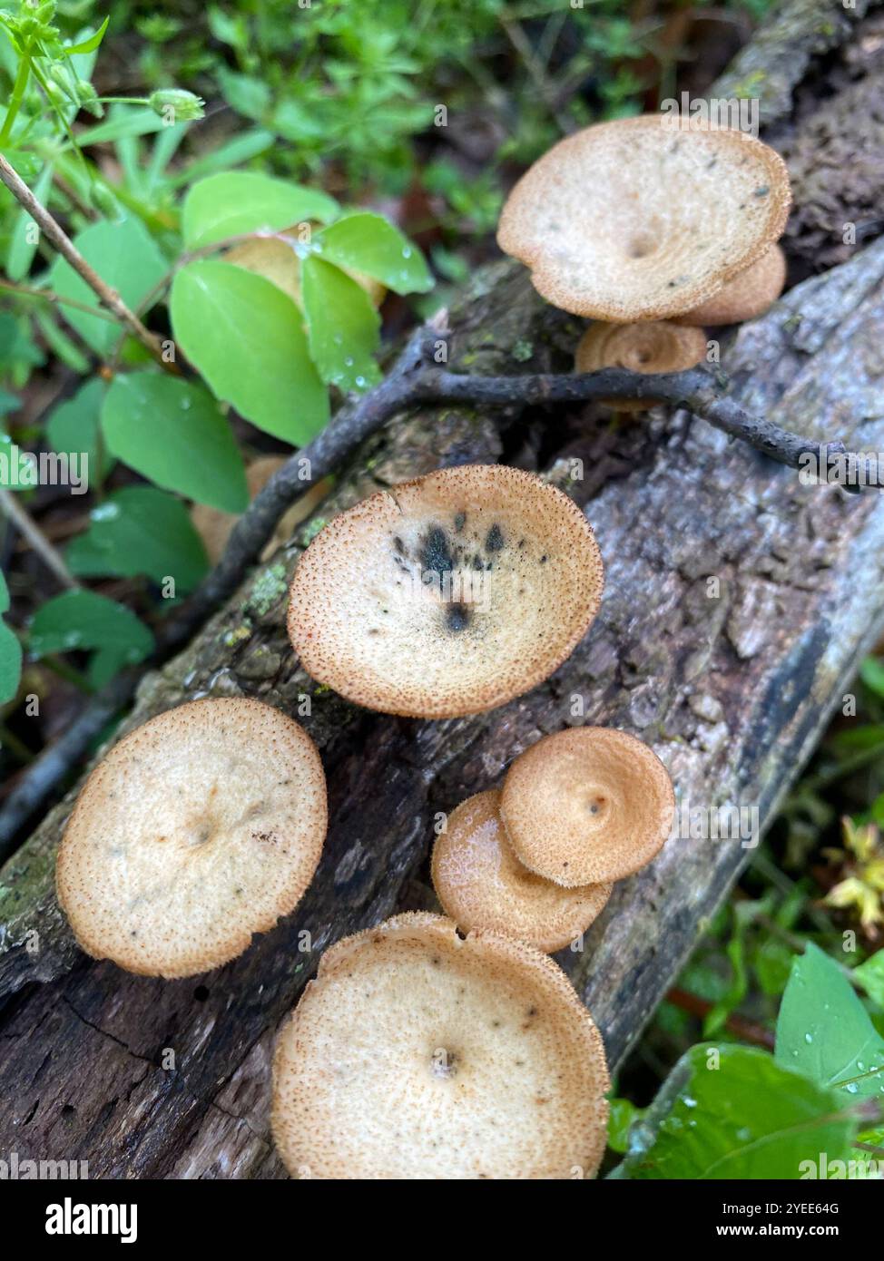 Basidiomycete Fungi (Basidiomycota Stock Photo - Alamy