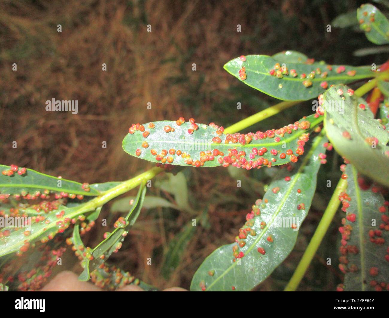 silver terminalia (Terminalia sericea Stock Photo - Alamy