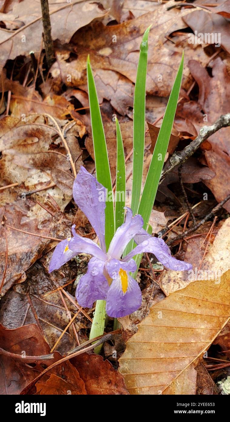 Iris verna hi-res stock photography and images - Alamy