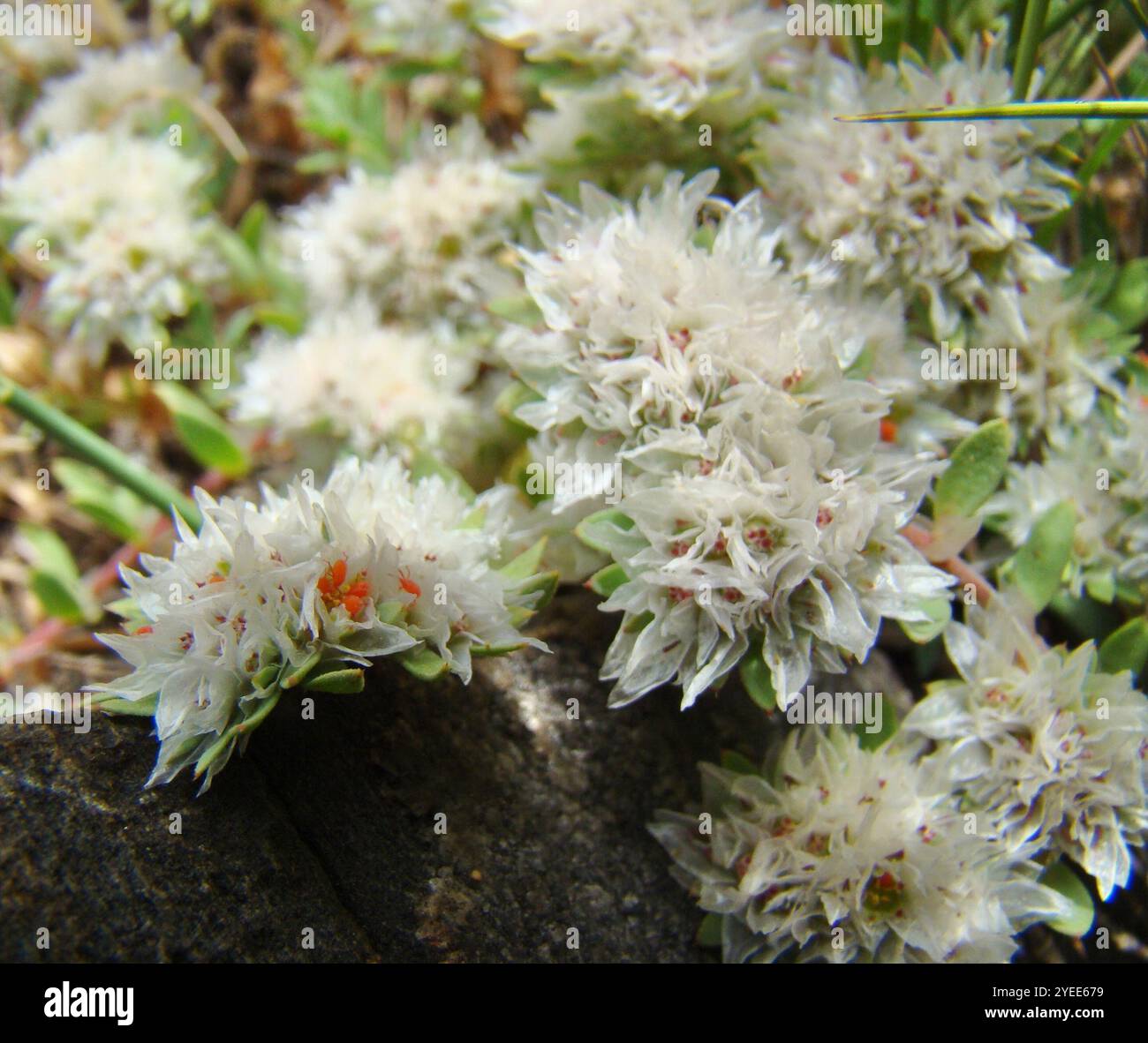Algerian Tea (Paronychia argentea Stock Photo - Alamy