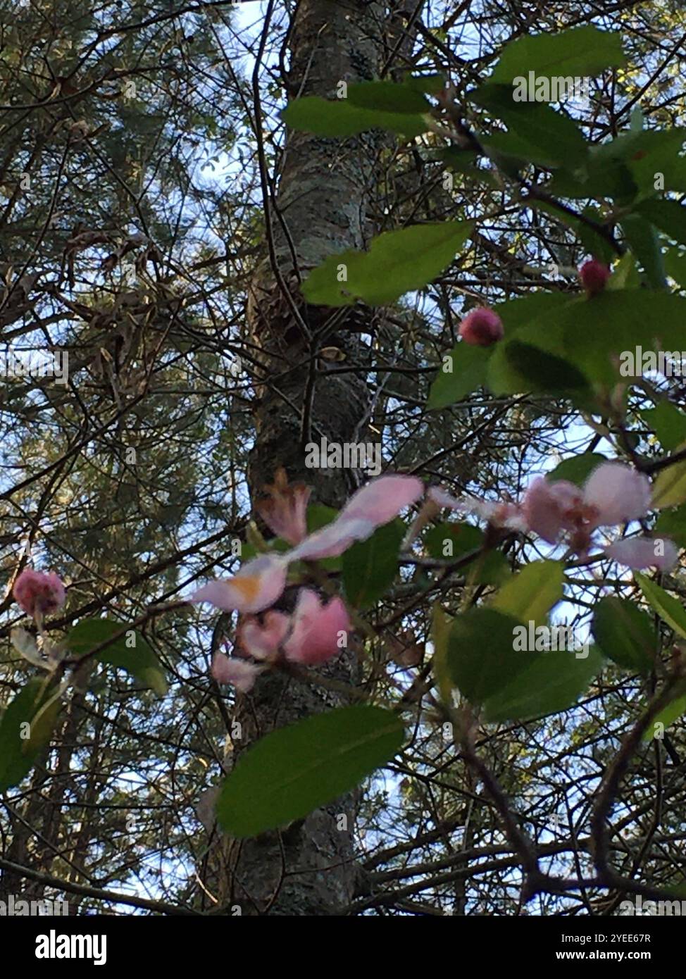 southern crabapple (Malus angustifolia Stock Photo - Alamy
