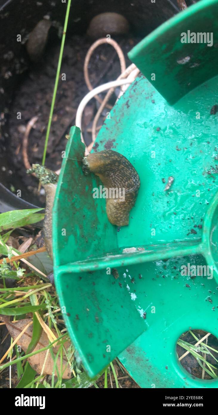 Yellow Cellar Slug (Limacus flavus Stock Photo - Alamy