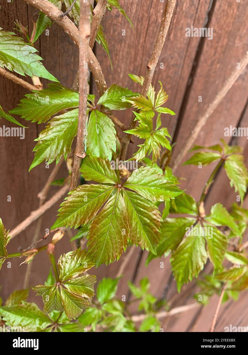 Virginia creeper (Parthenocissus quinquefolia Stock Photo - Alamy