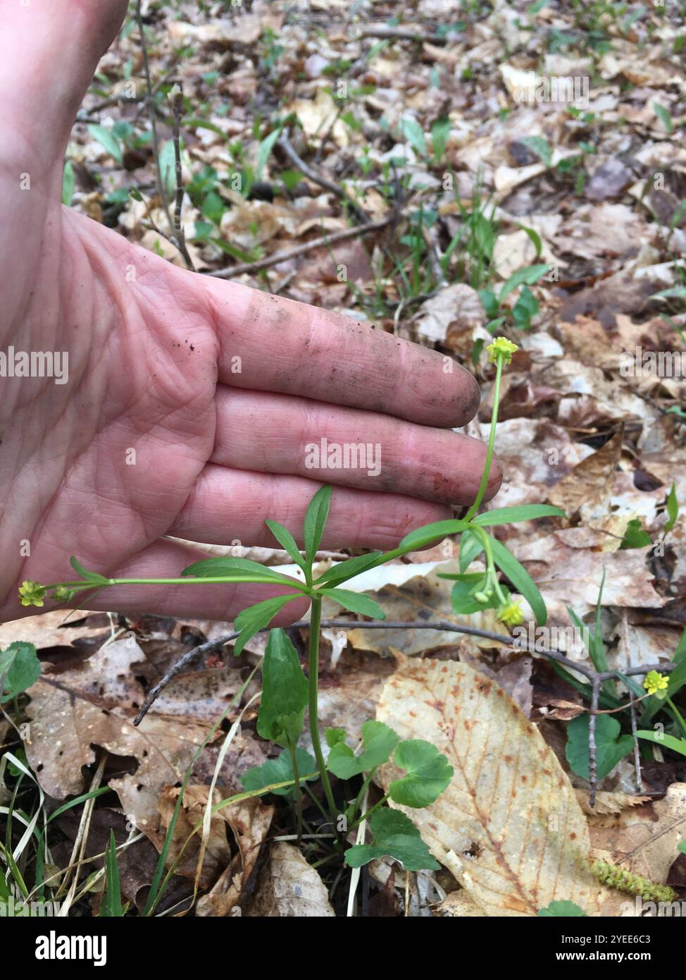 small-flowered buttercup (Ranunculus abortivus Stock Photo - Alamy