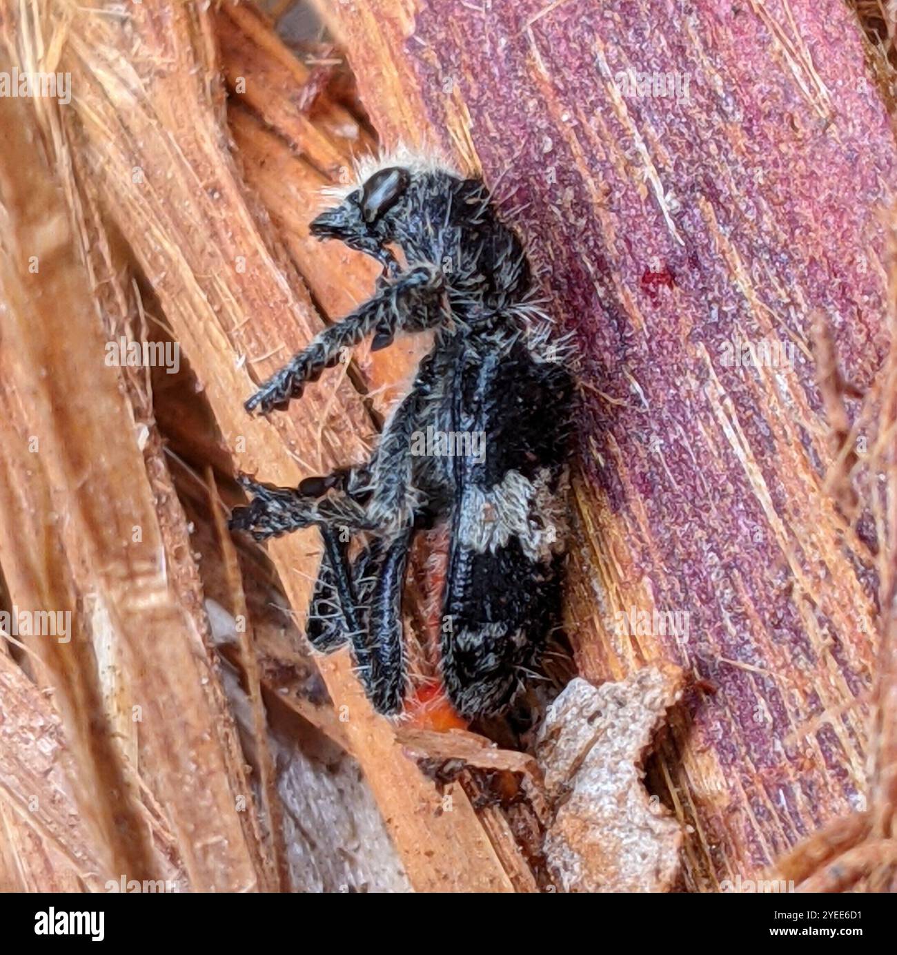 Red-bellied Clerid (Enoclerus sphegeus Stock Photo - Alamy