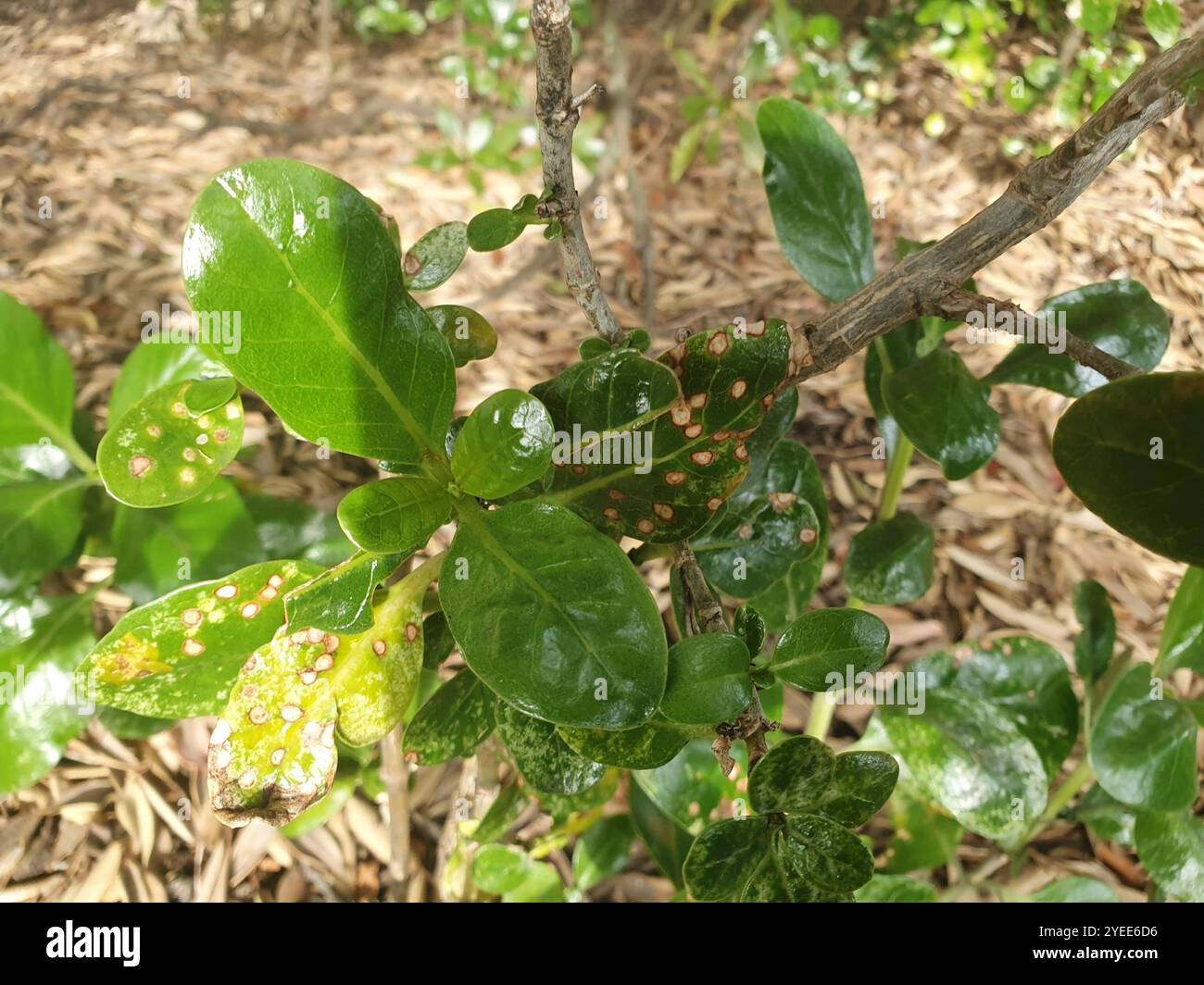 Coprosma repens hi-res stock photography and images - Alamy