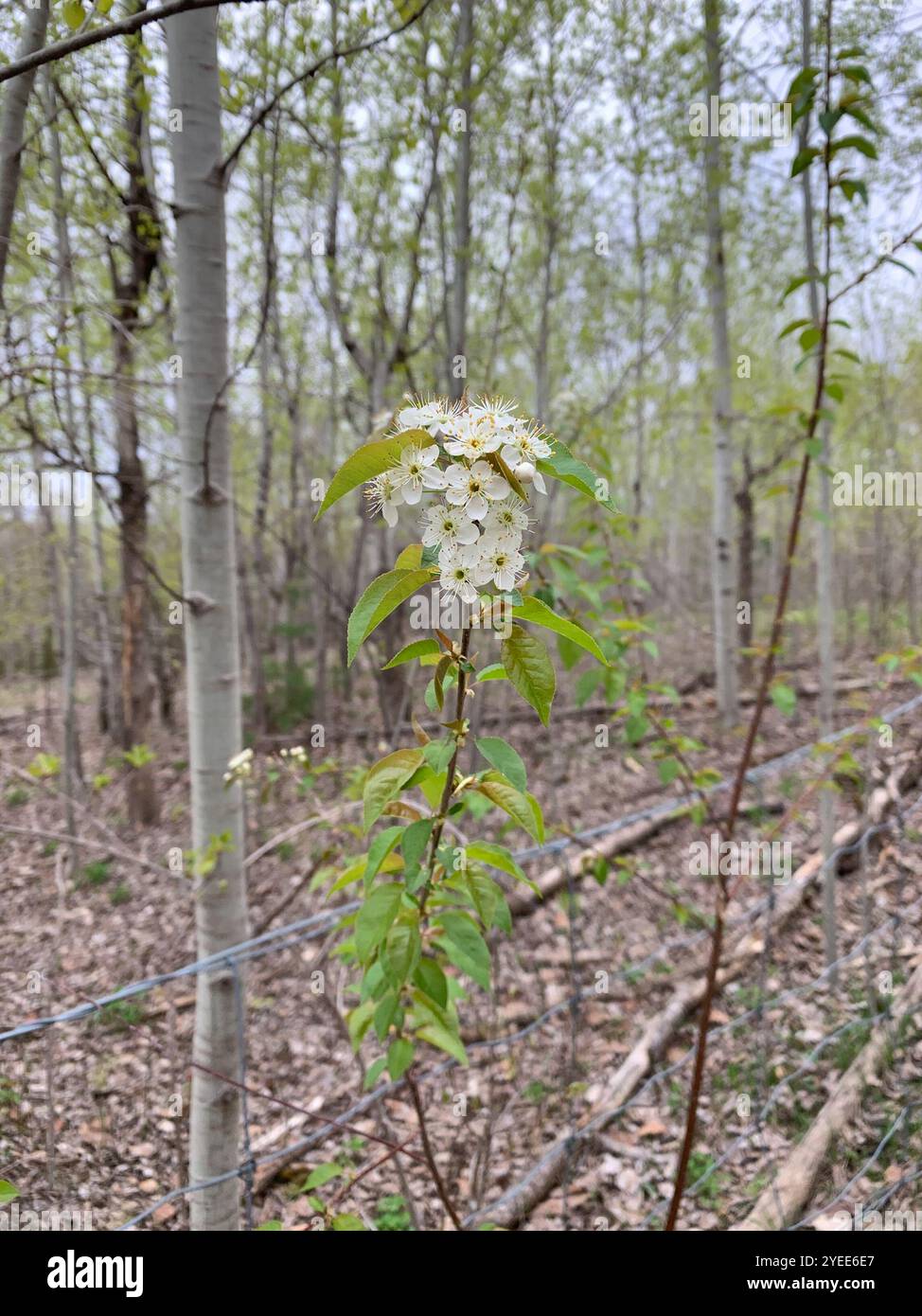 fire cherry (Prunus pensylvanica Stock Photo - Alamy