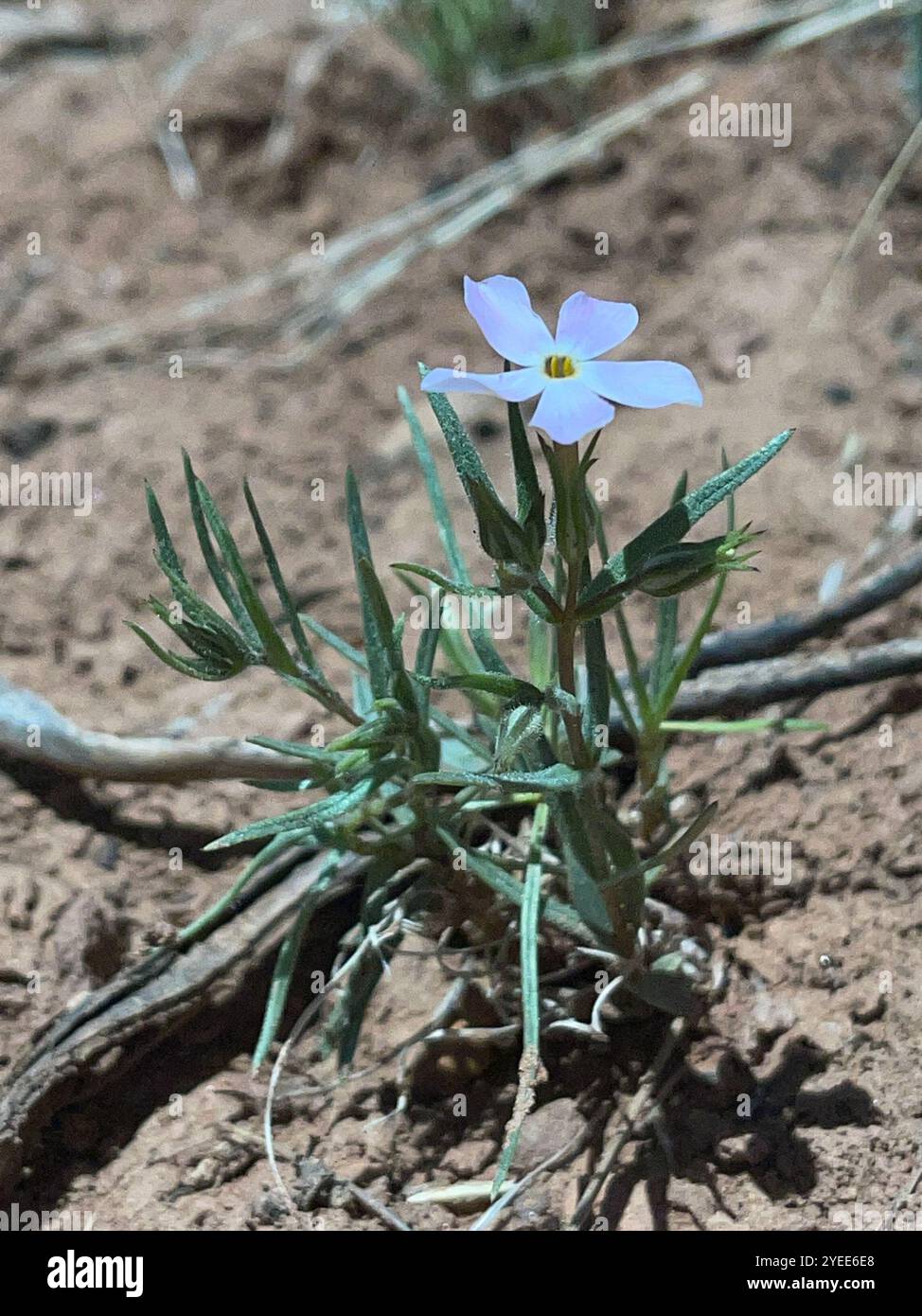 Longleaf Phlox (Phlox longifolia Stock Photo - Alamy