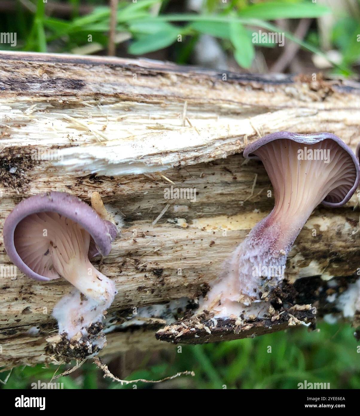 Lilac oysterling (Panus conchatus Stock Photo - Alamy