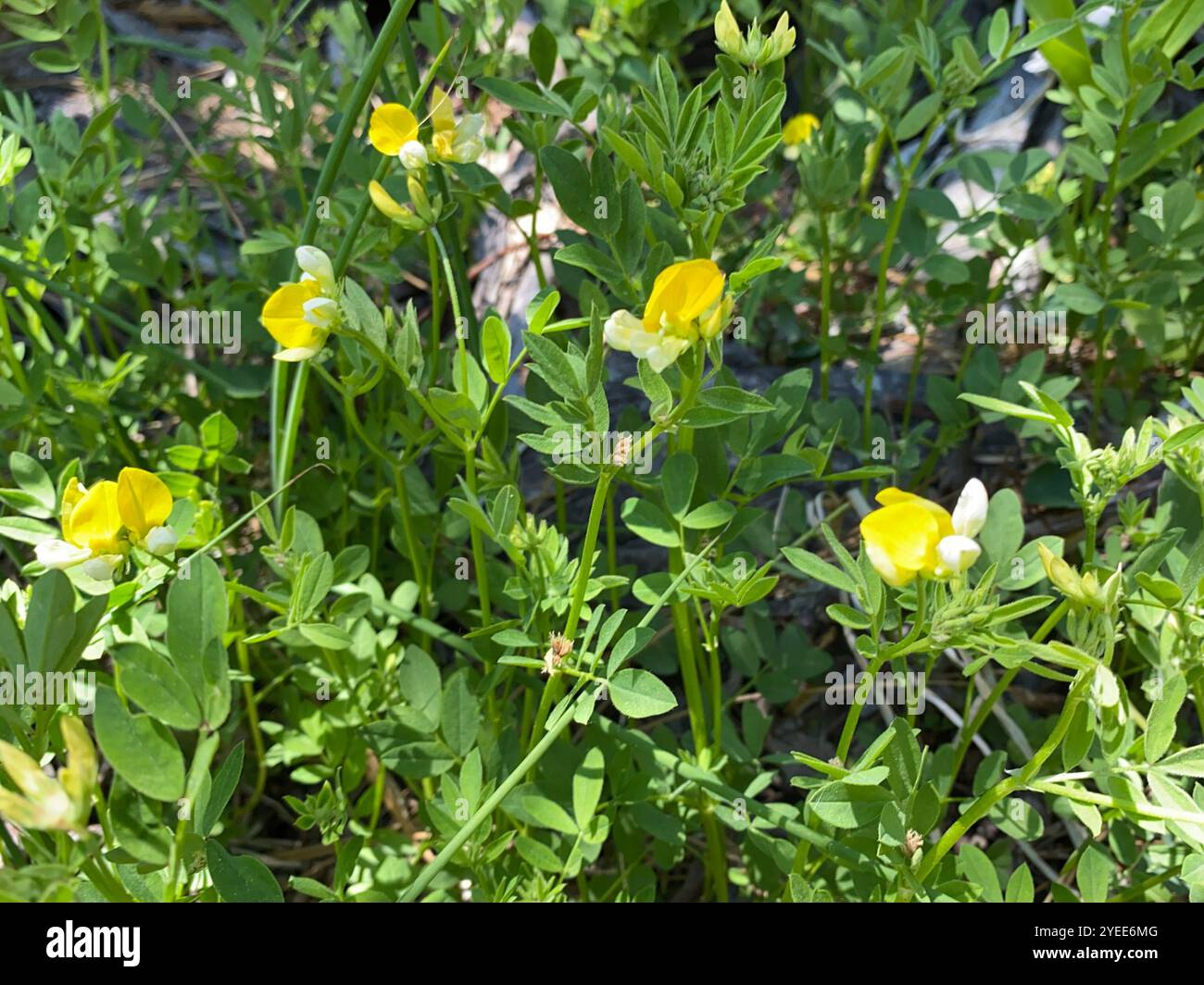 streambank bird's-foot trefoil (Hosackia oblongifolia Stock Photo - Alamy