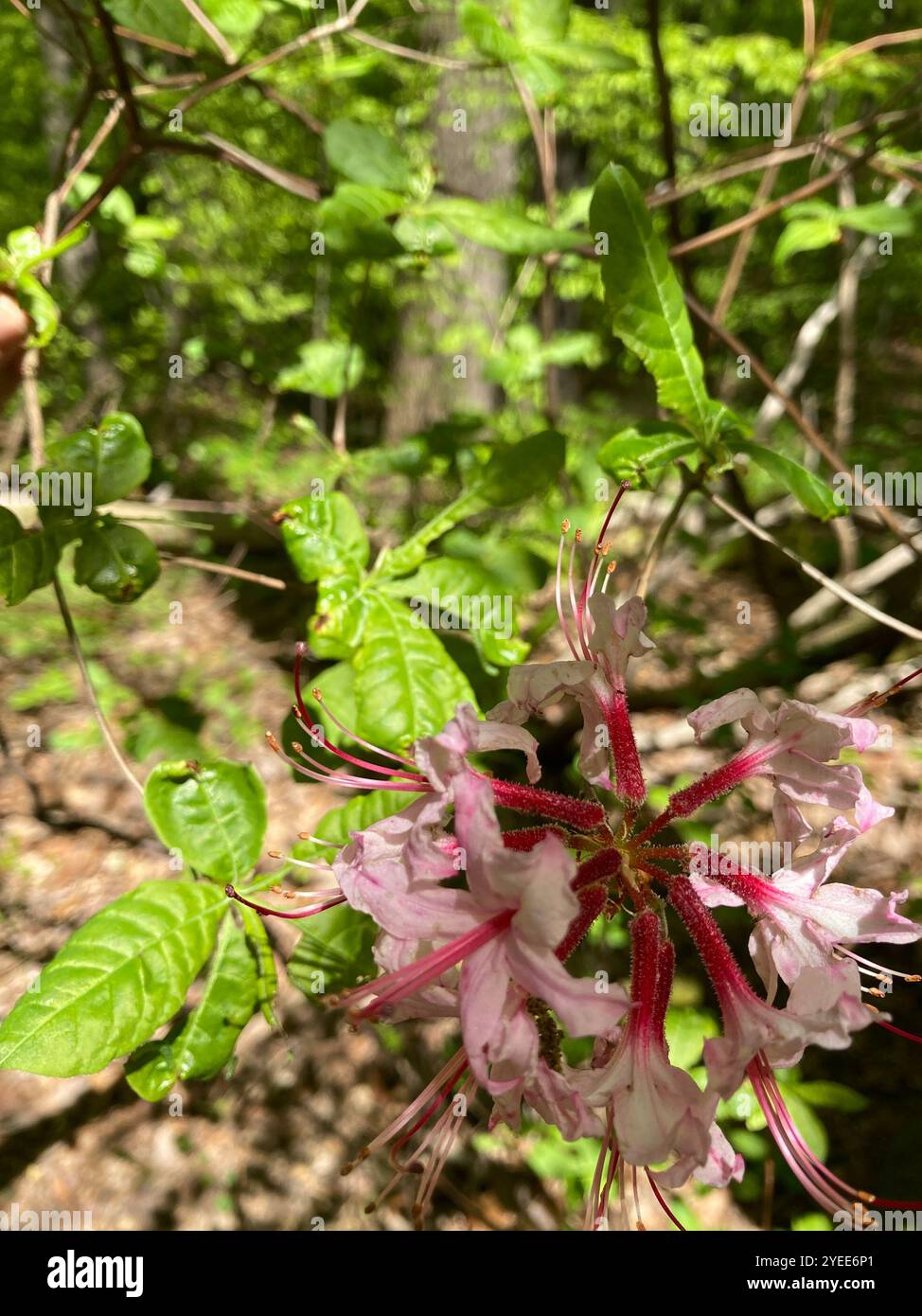 Pinxter flower rhododendron periclymenoides hi-res stock photography ...