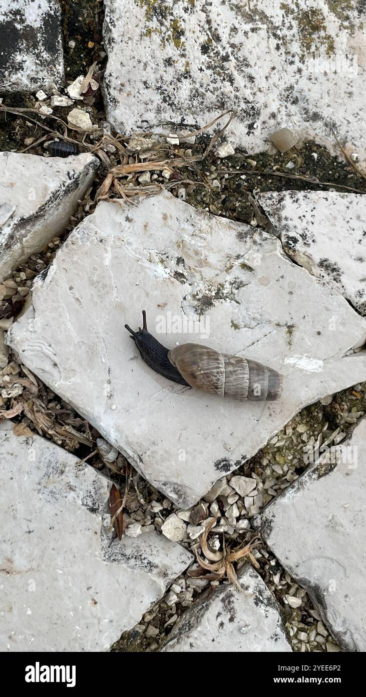 Decollate snail rumina decollata hi-res stock photography and images ...