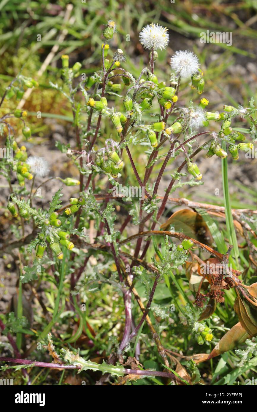 common groundsel (Senecio vulgaris Stock Photo - Alamy