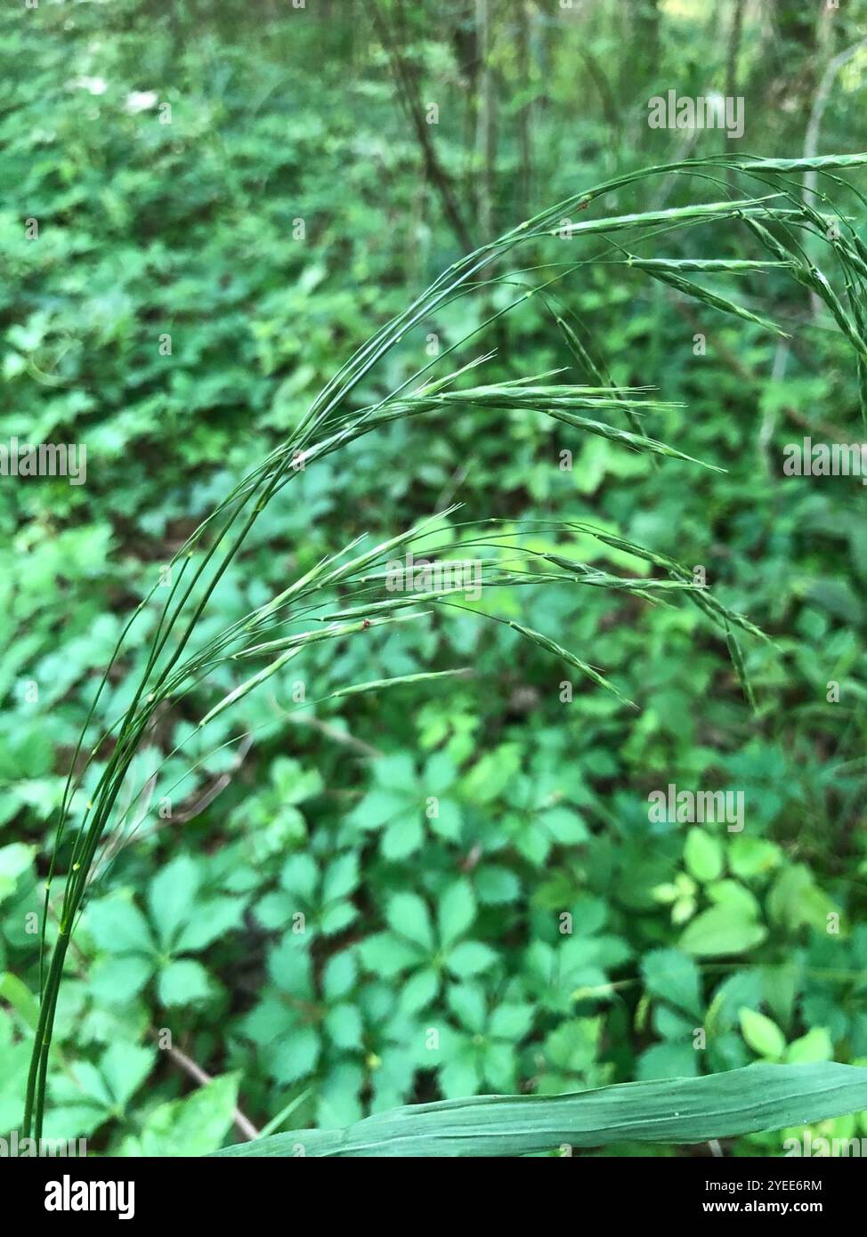 Hairy Woodland Brome (Bromus pubescens Stock Photo - Alamy