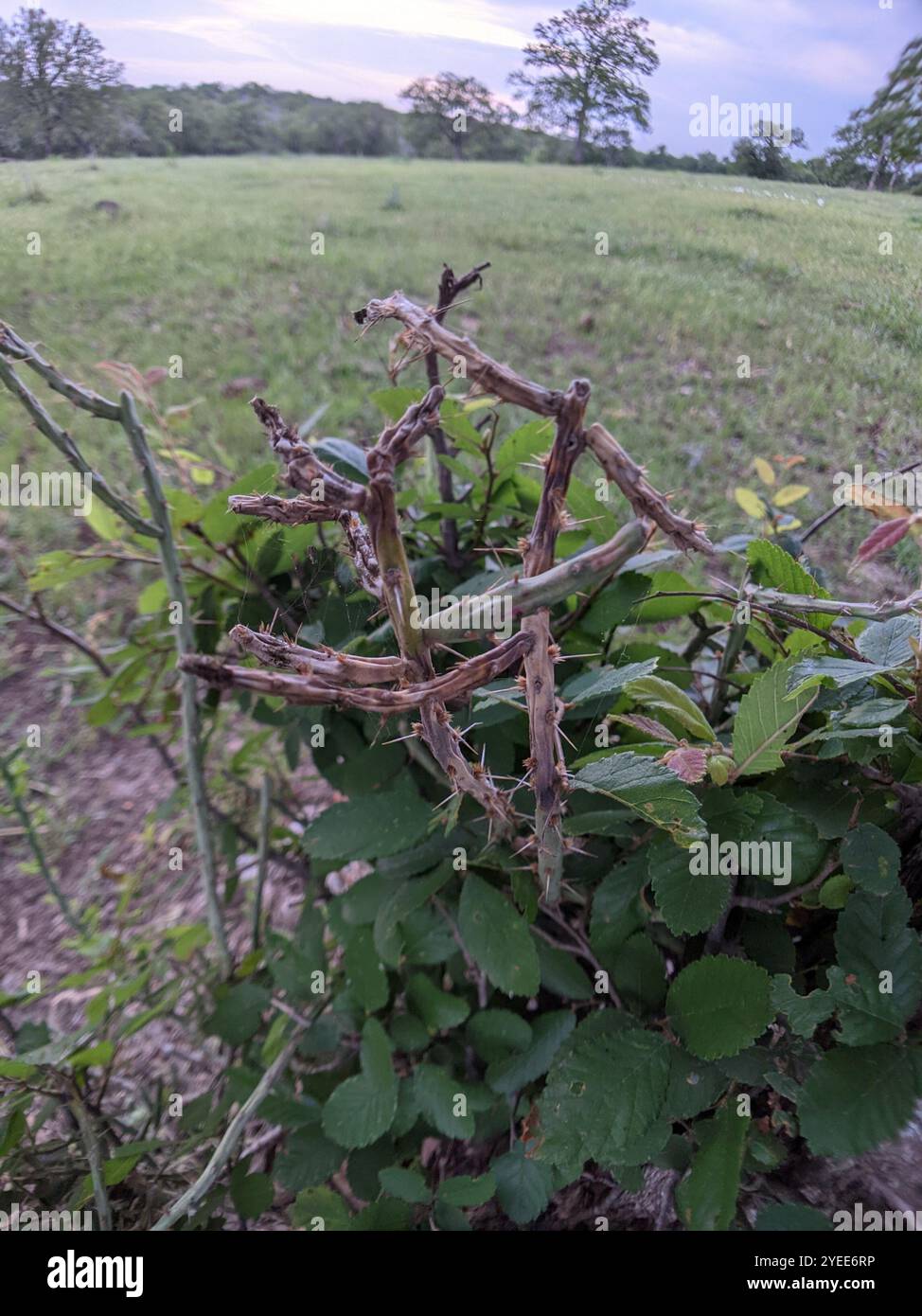 Christmas cholla (Cylindropuntia leptocaulis Stock Photo - Alamy