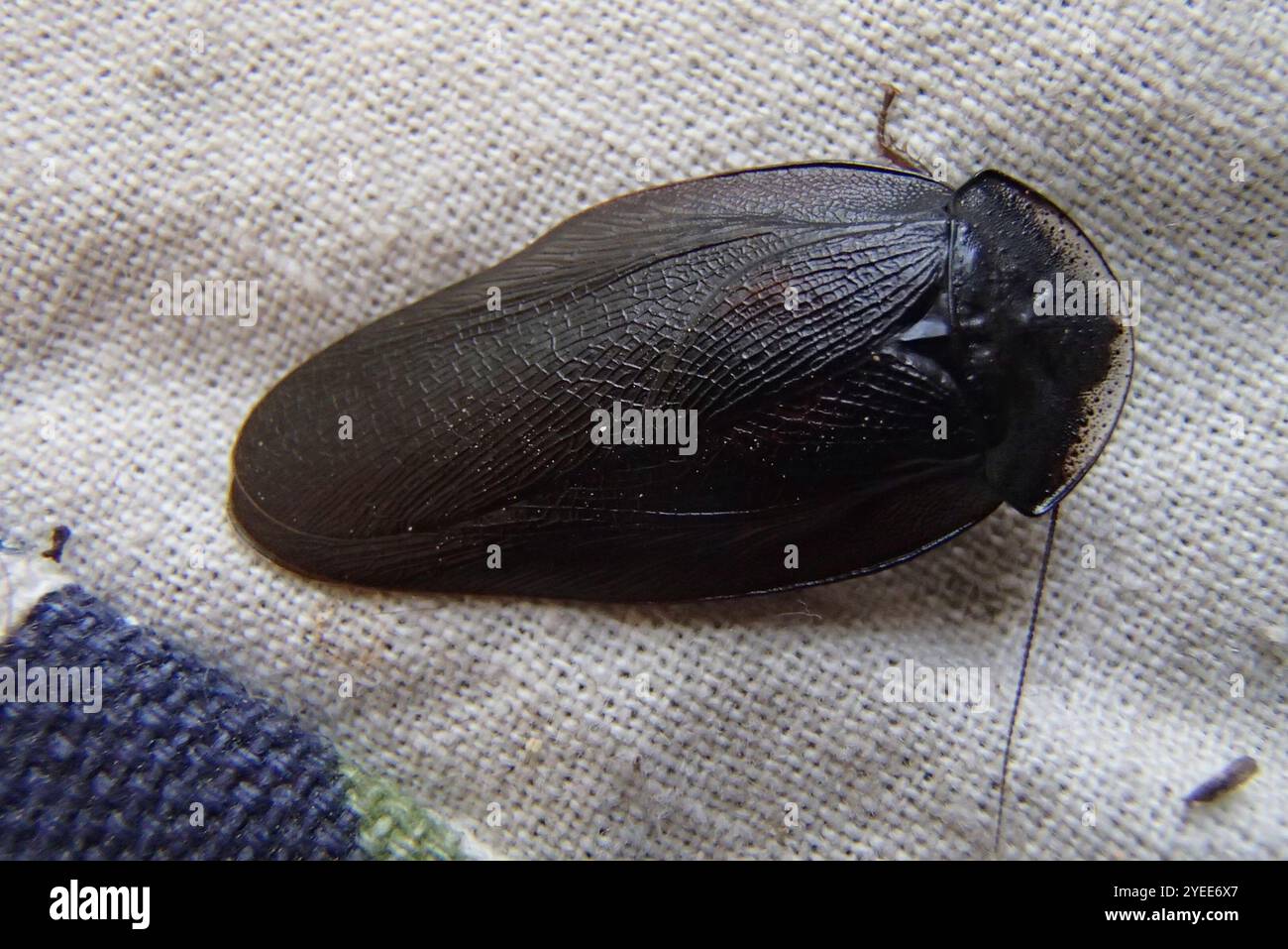 Laxta hi-res stock photography and images - Alamy