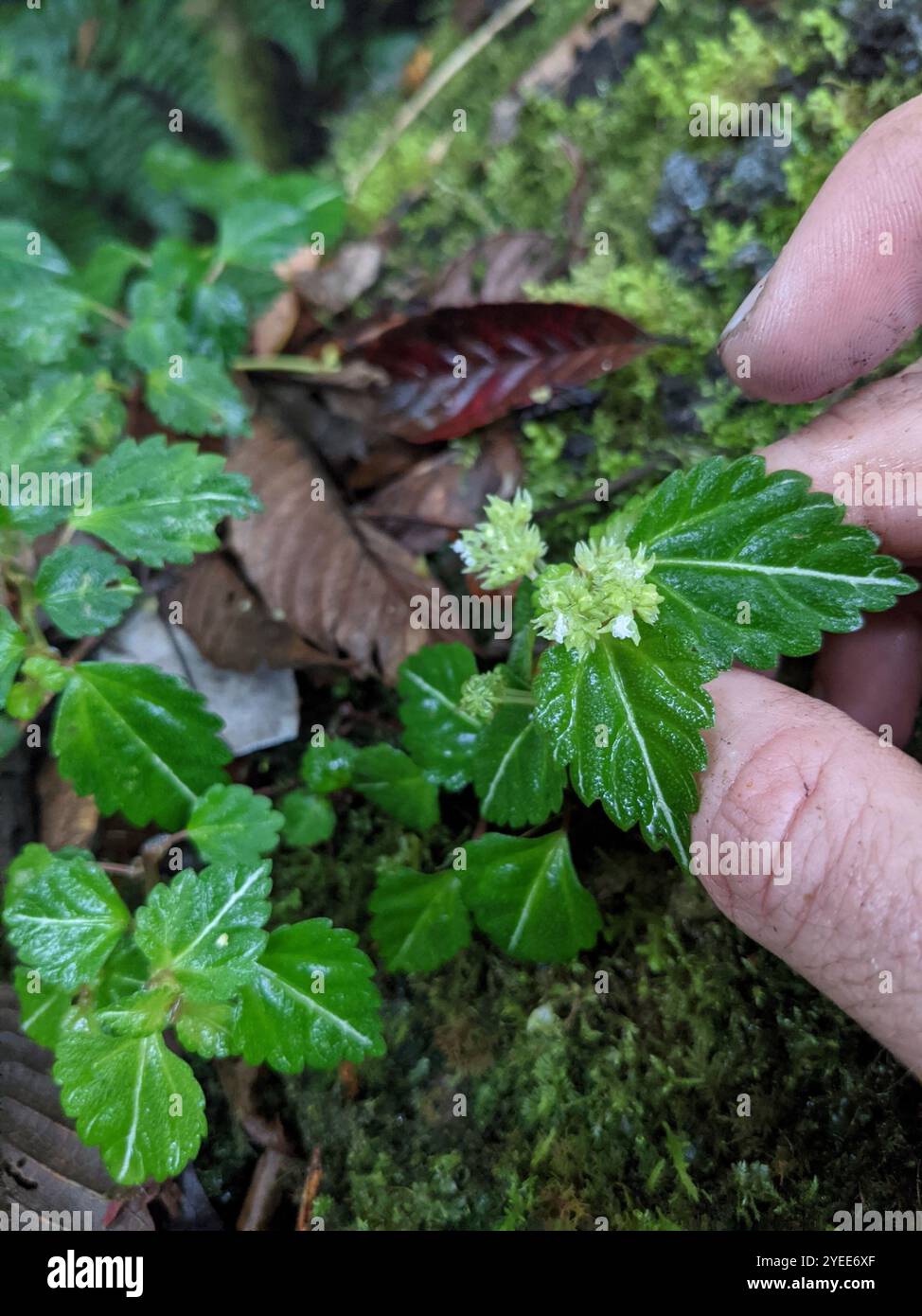 nettle family (Urticaceae Stock Photo - Alamy