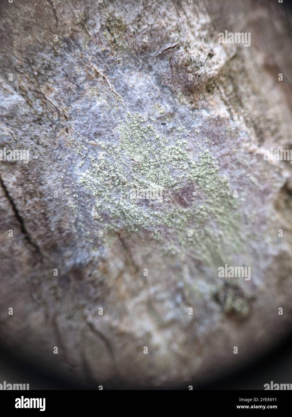 script lichens, whitewash lichens, and allies (Ostropales Stock Photo ...