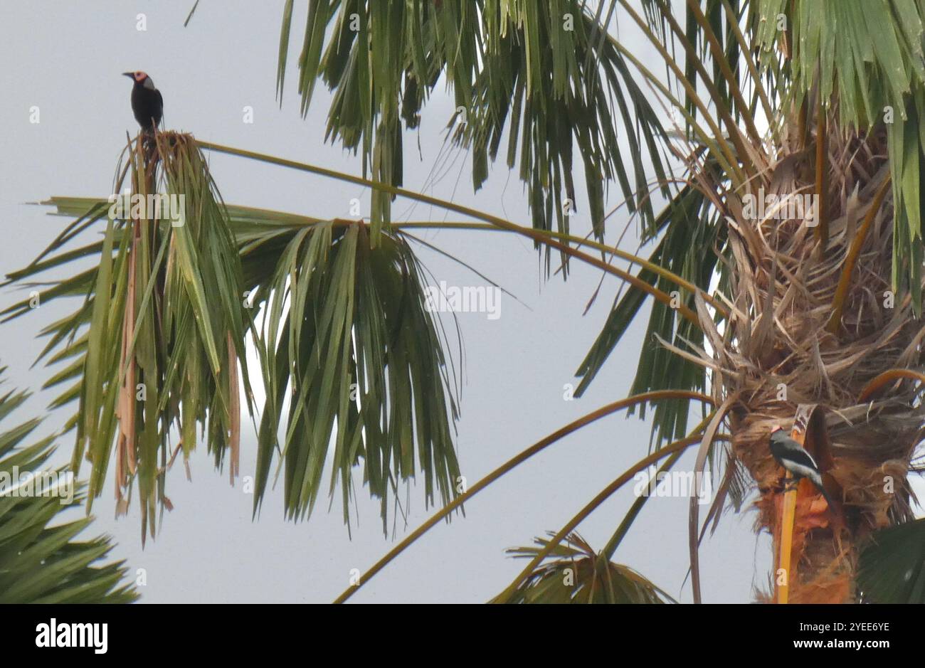 Coleto (Sarcops calvus Stock Photo - Alamy