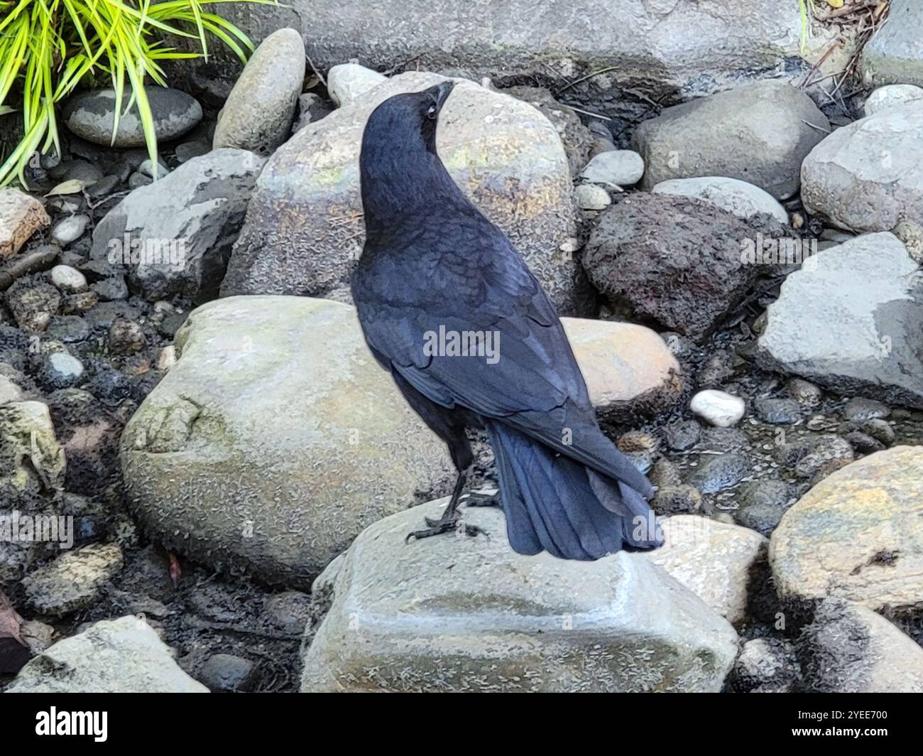 American Crow (Corvus brachyrhynchos Stock Photo - Alamy