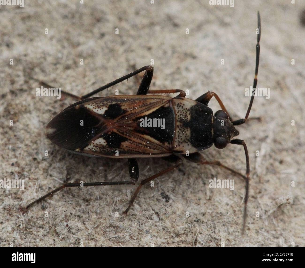 bright-spotted groundbug (Rhyparochromus vulgaris Stock Photo - Alamy