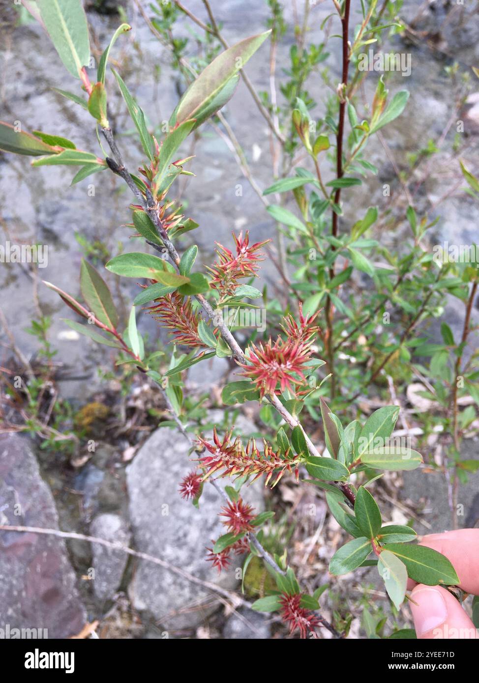 Salix prolixa hi-res stock photography and images - Alamy