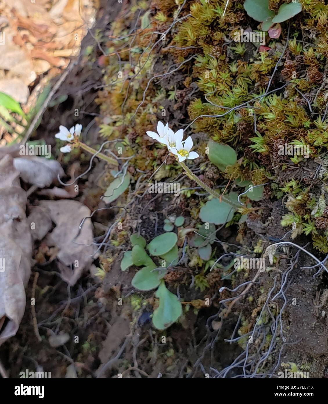 Micranthes virginiensis hi-res stock photography and images - Alamy