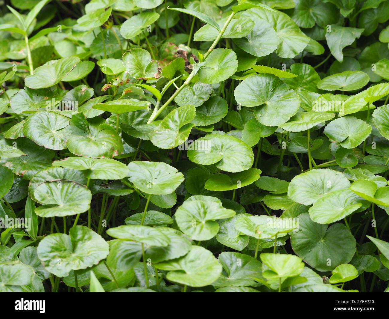 floating marsh pennywort (Hydrocotyle ranunculoides Stock Photo - Alamy