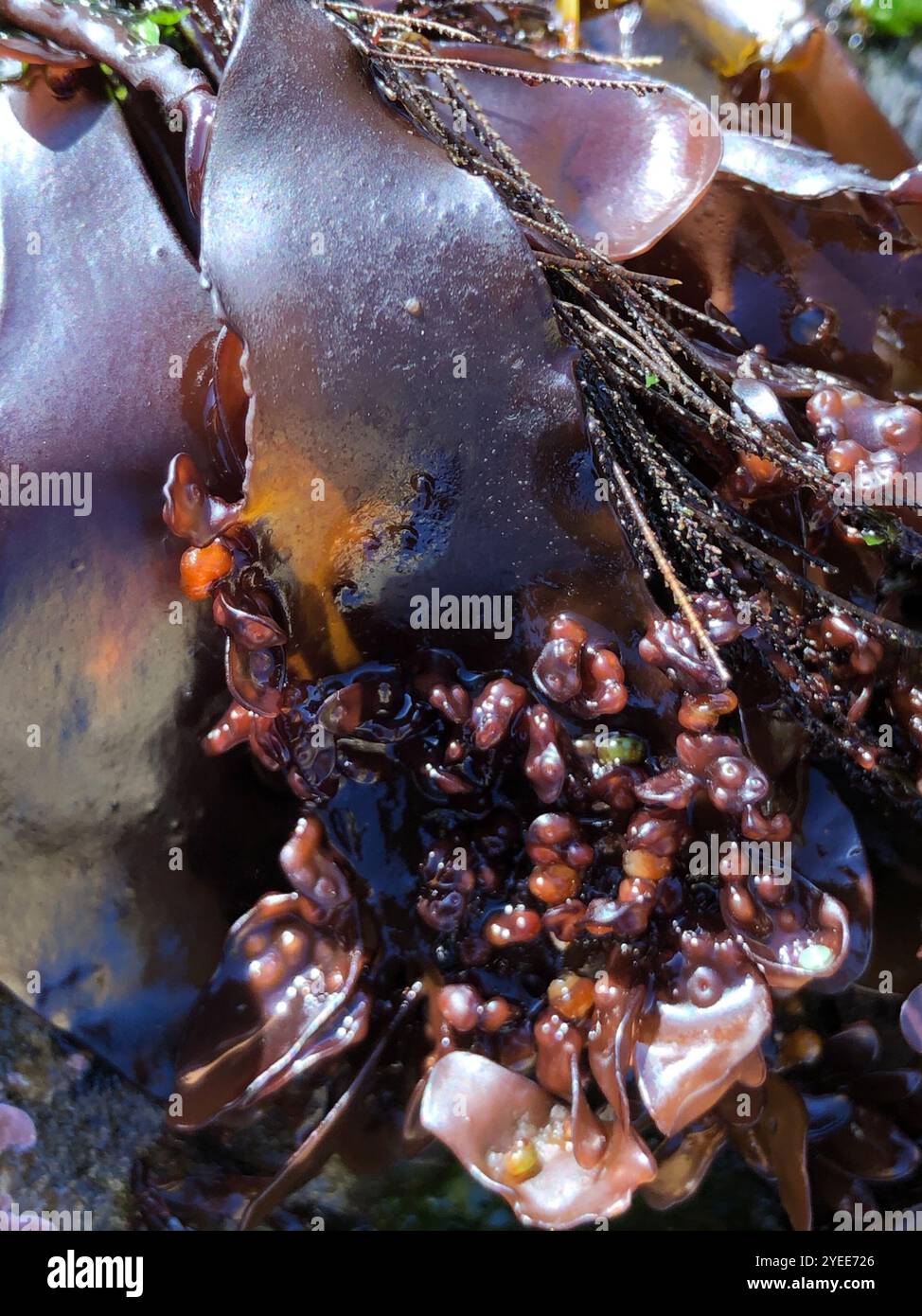 Mastocarpus papillatus hi-res stock photography and images - Alamy