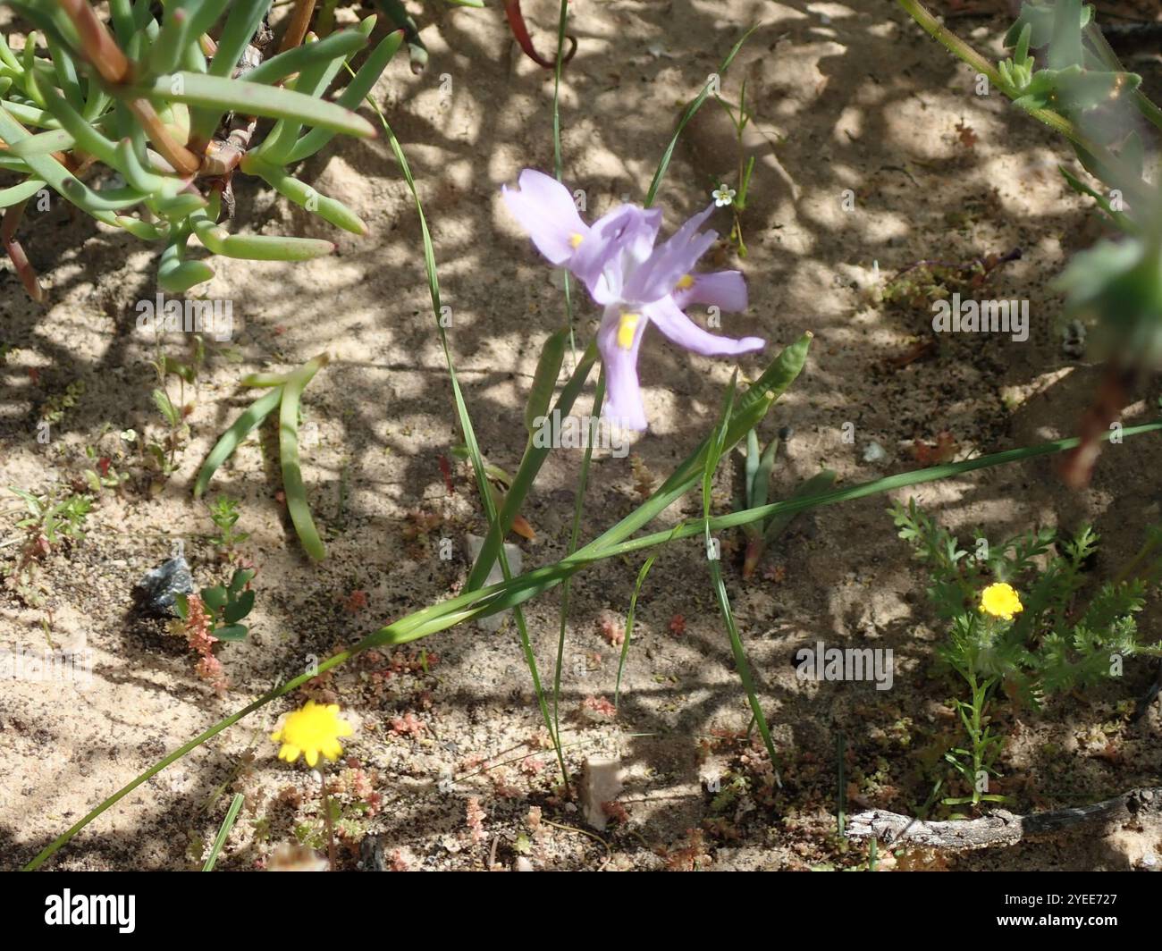 Bigseed Tulp (Moraea macrocarpa Stock Photo - Alamy