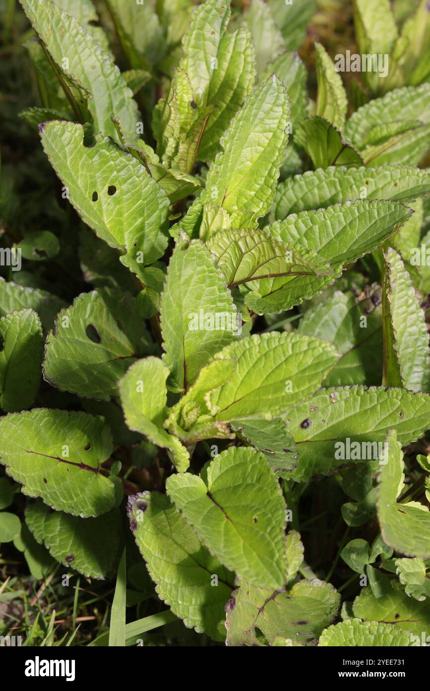 Water Figwort (Scrophularia auriculata Stock Photo - Alamy