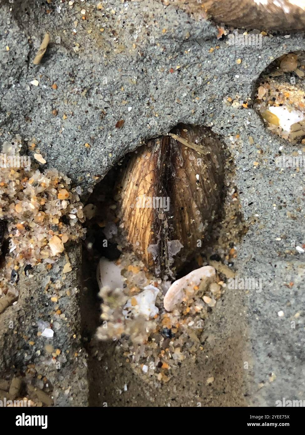 Penitella penita hi-res stock photography and images - Alamy