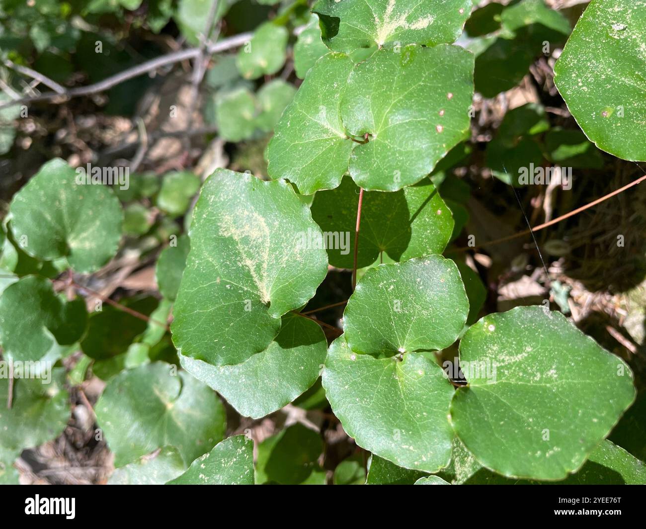 redwood inside-out flower (Vancouveria planipetala Stock Photo - Alamy