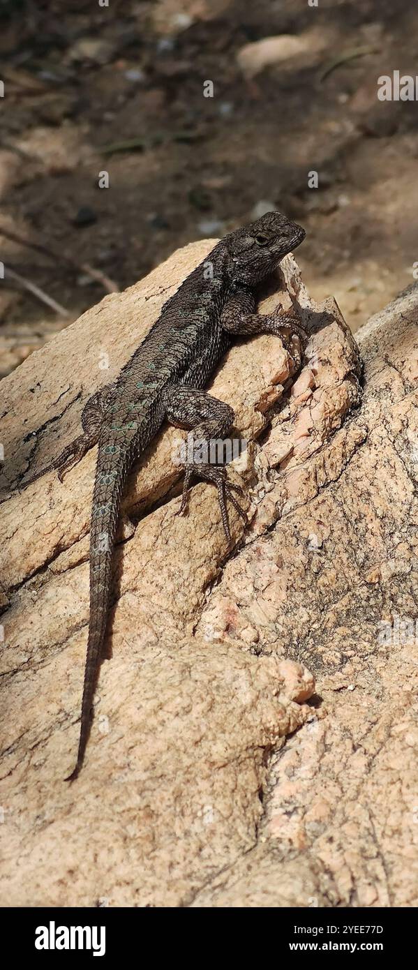 Western Fence Lizard (Sceloporus occidentalis Stock Photo - Alamy