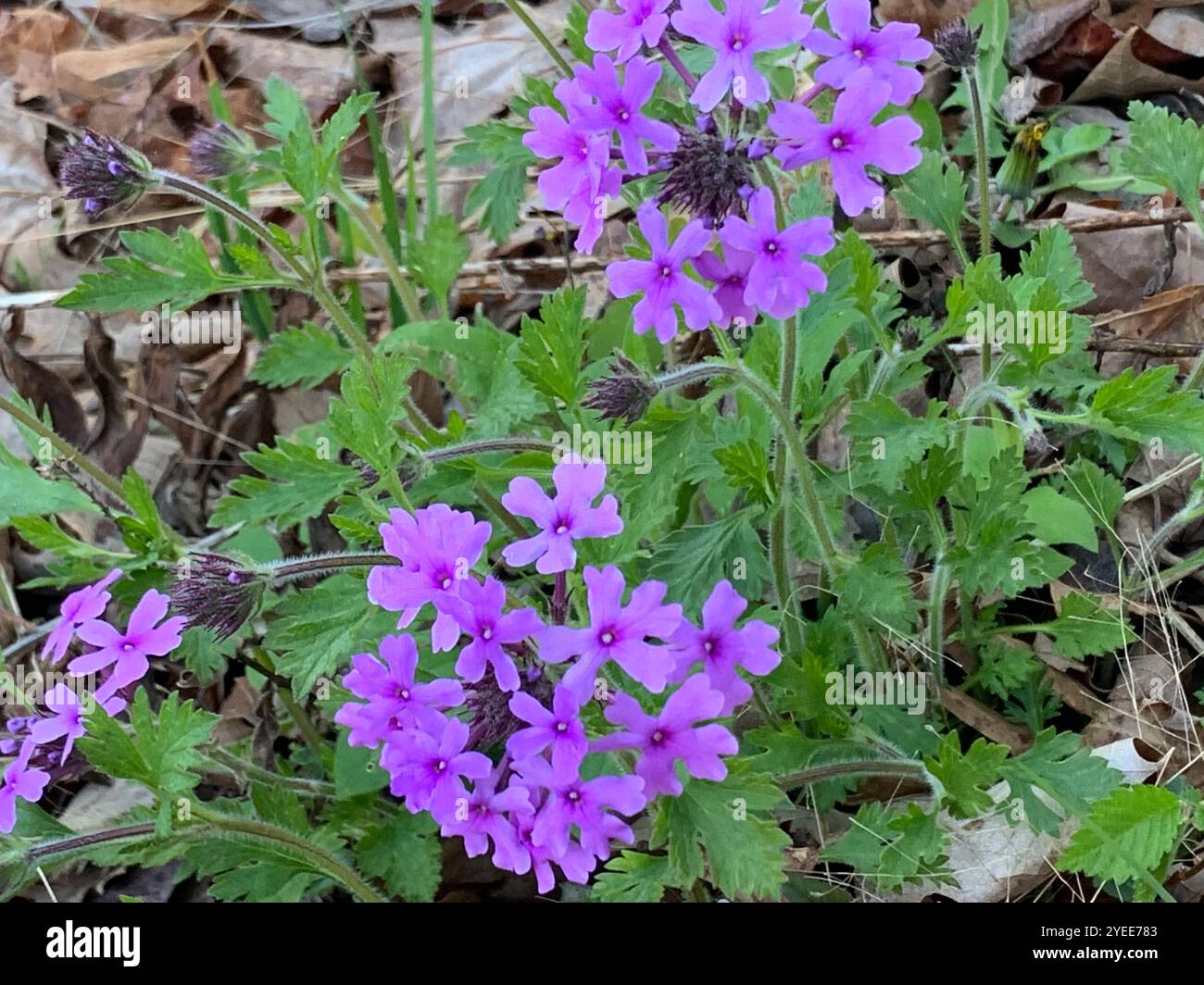 rose vervain (Glandularia canadensis Stock Photo - Alamy