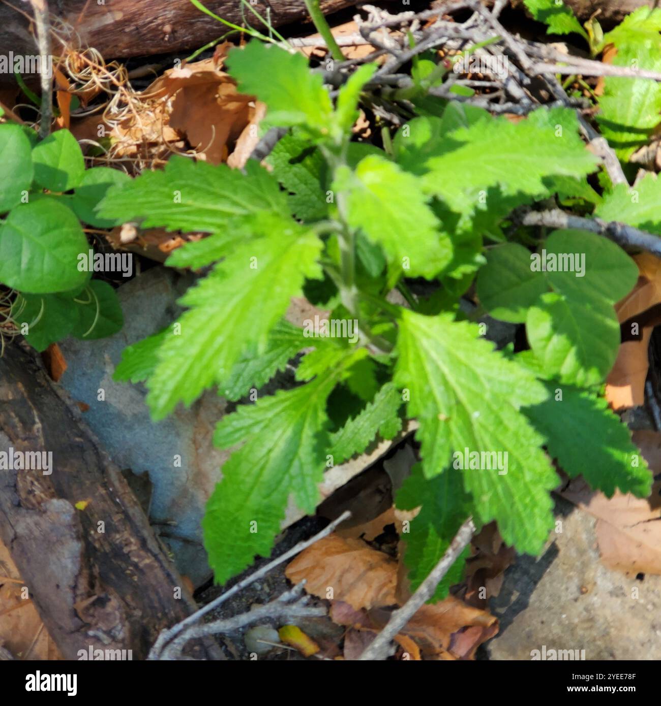 Western vervain verbena lasiostachys hi-res stock photography and ...