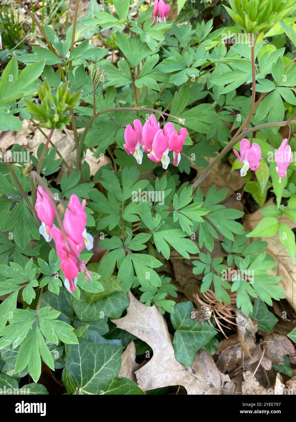 Asian Bleeding-heart (Lamprocapnos spectabilis Stock Photo - Alamy