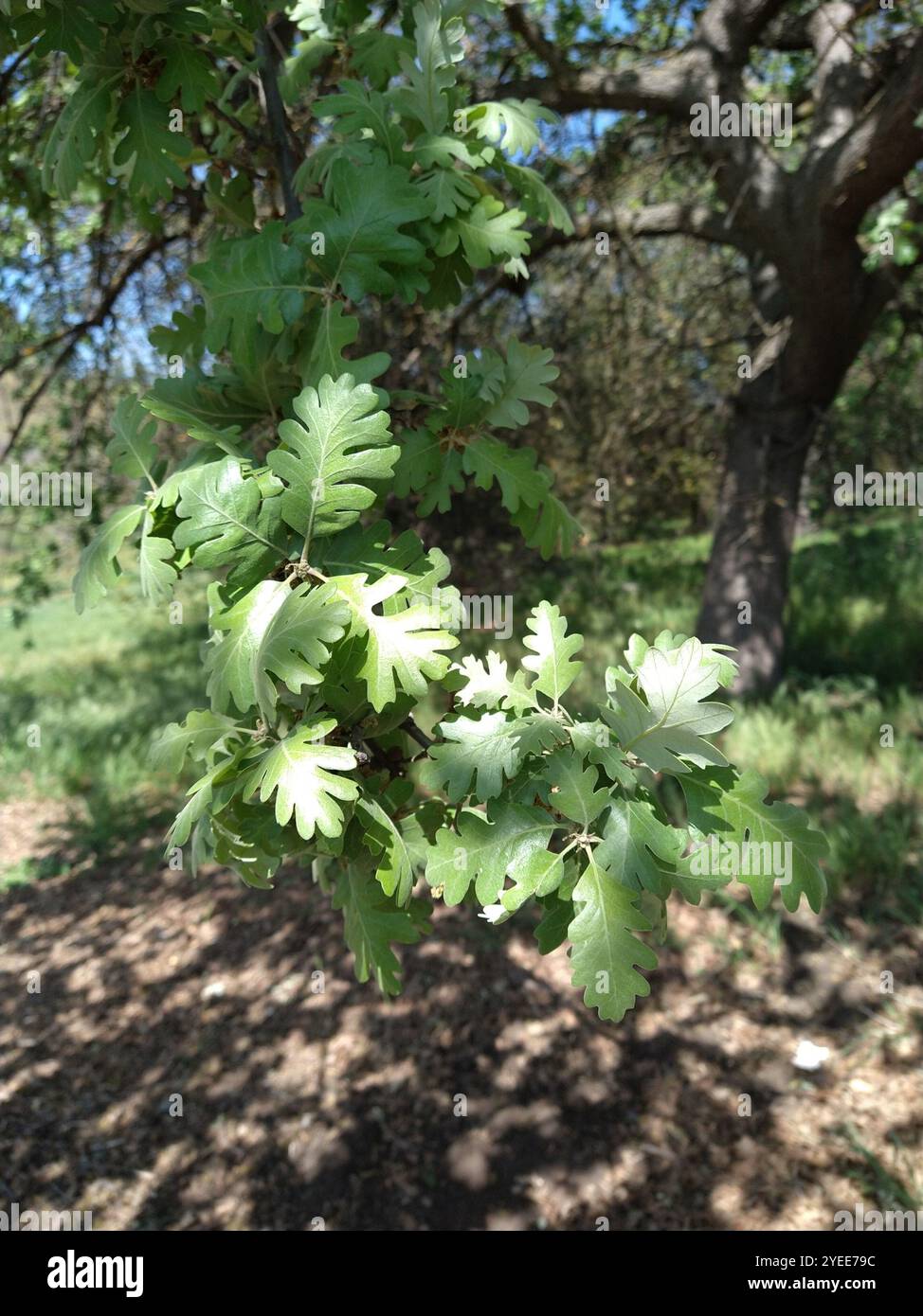 valley oak (Quercus lobata Stock Photo - Alamy