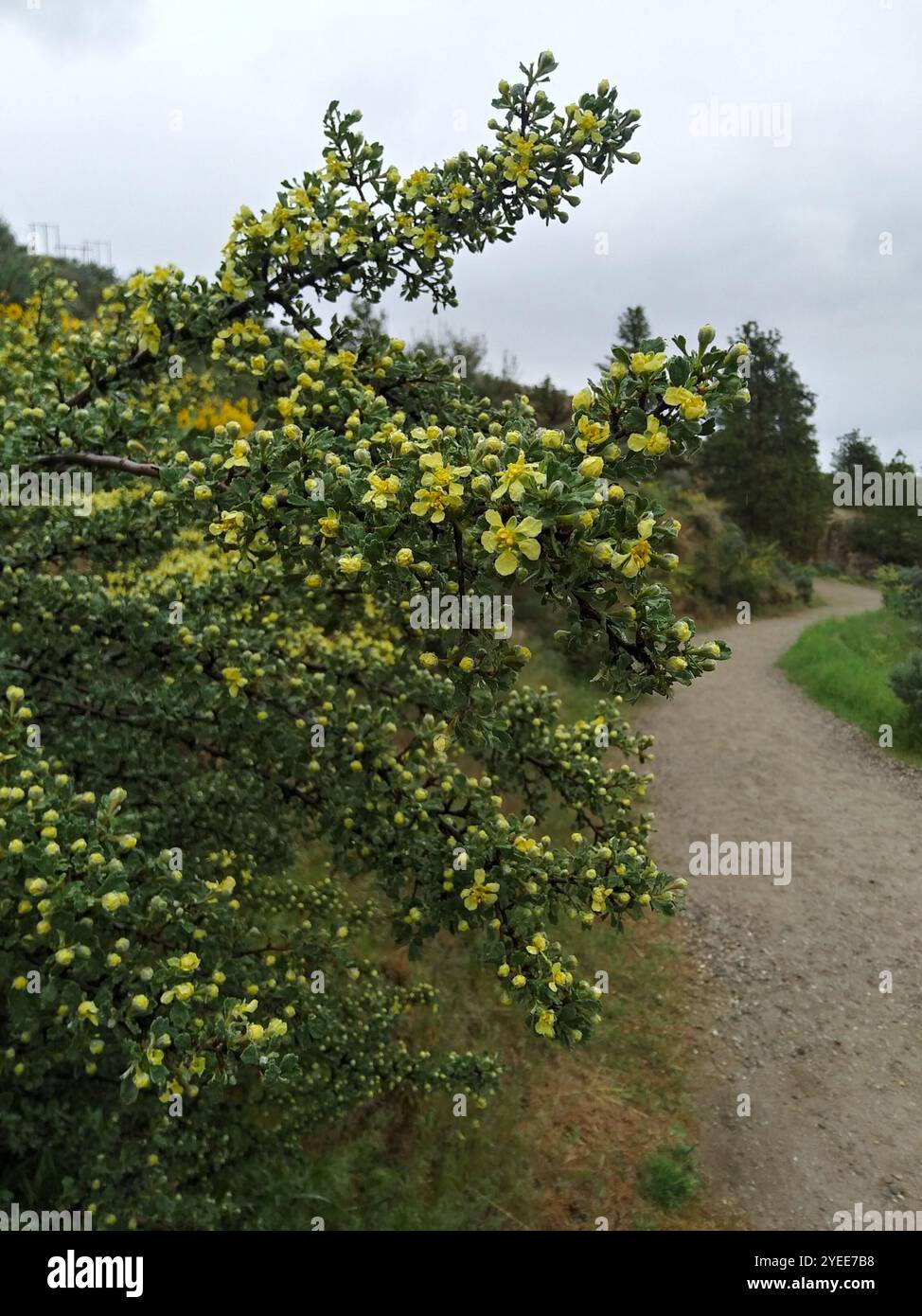 Bitterbrush hi-res stock photography and images - Alamy