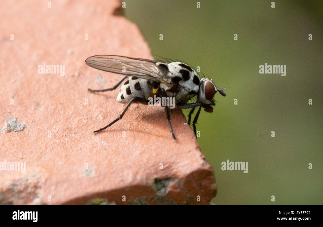 Anthomyia pluvialis hi-res stock photography and images - Alamy