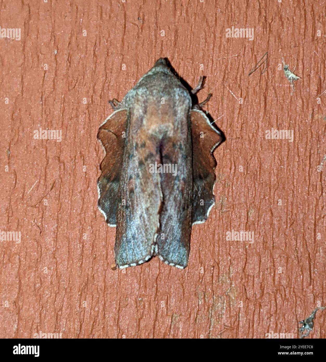 American Lappet Moth (Phyllodesma americana Stock Photo - Alamy