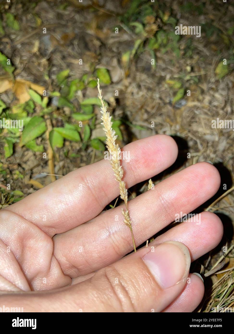 Gophertail Lovegrass (Eragrostis ciliaris Stock Photo - Alamy